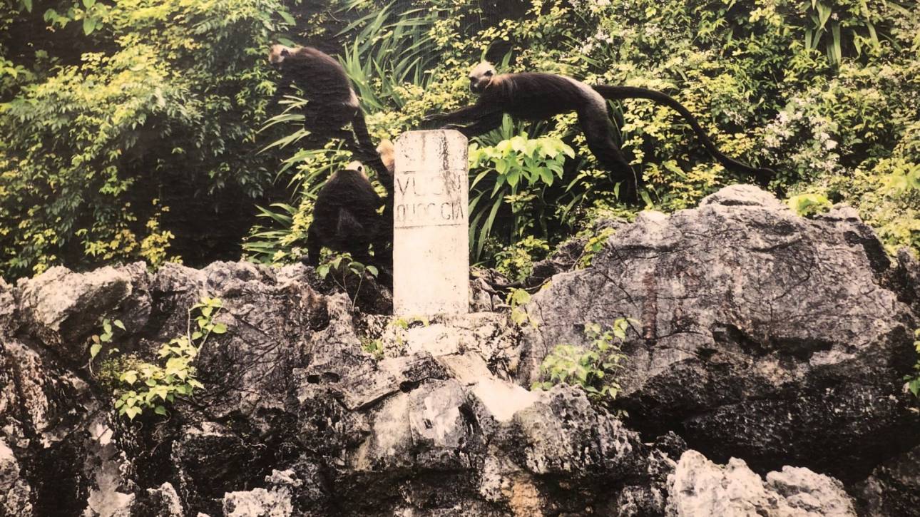 Forest Bathing in Cat Ba National Park - LuxGroup